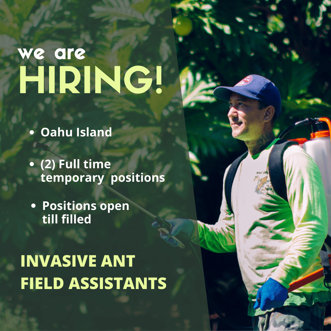 Little Fire Ants | Hawaii Ant Lab - Hawaii Ant Lab