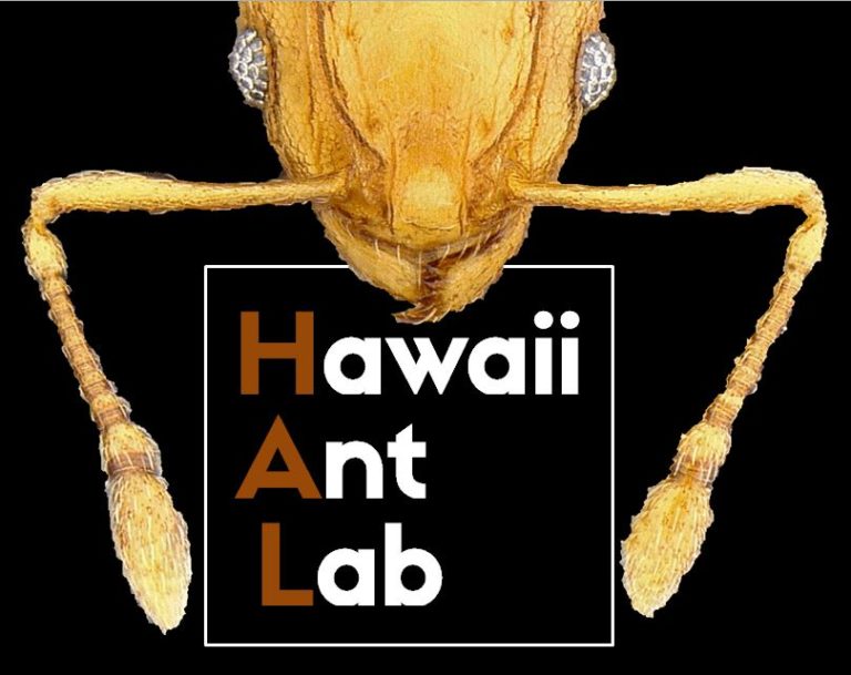 Identifying Little Fire Ants | Hawaii Ant Lab - Hawaii Ant Lab