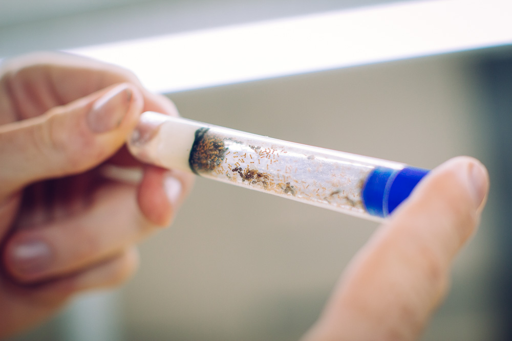 Research - Hawaii Ant Lab