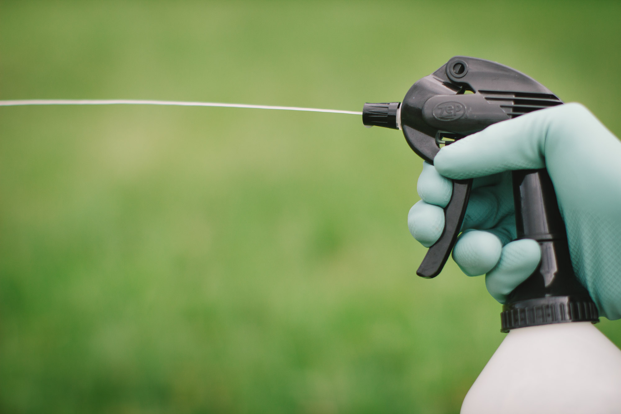 How to Treat for Little Fire Ants | Hawaii Ant Lab - Hawaii Ant Lab