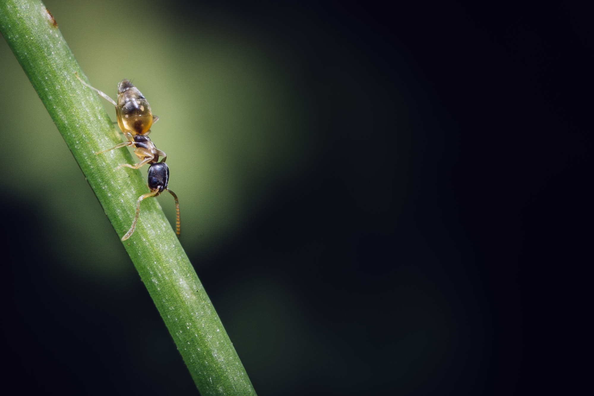 Pacific Ant Program - Hawaii Ant Lab