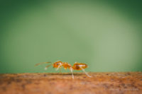 Ants of HI - Hawaii Ant Lab