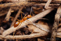 Ants of HI - Hawaii Ant Lab