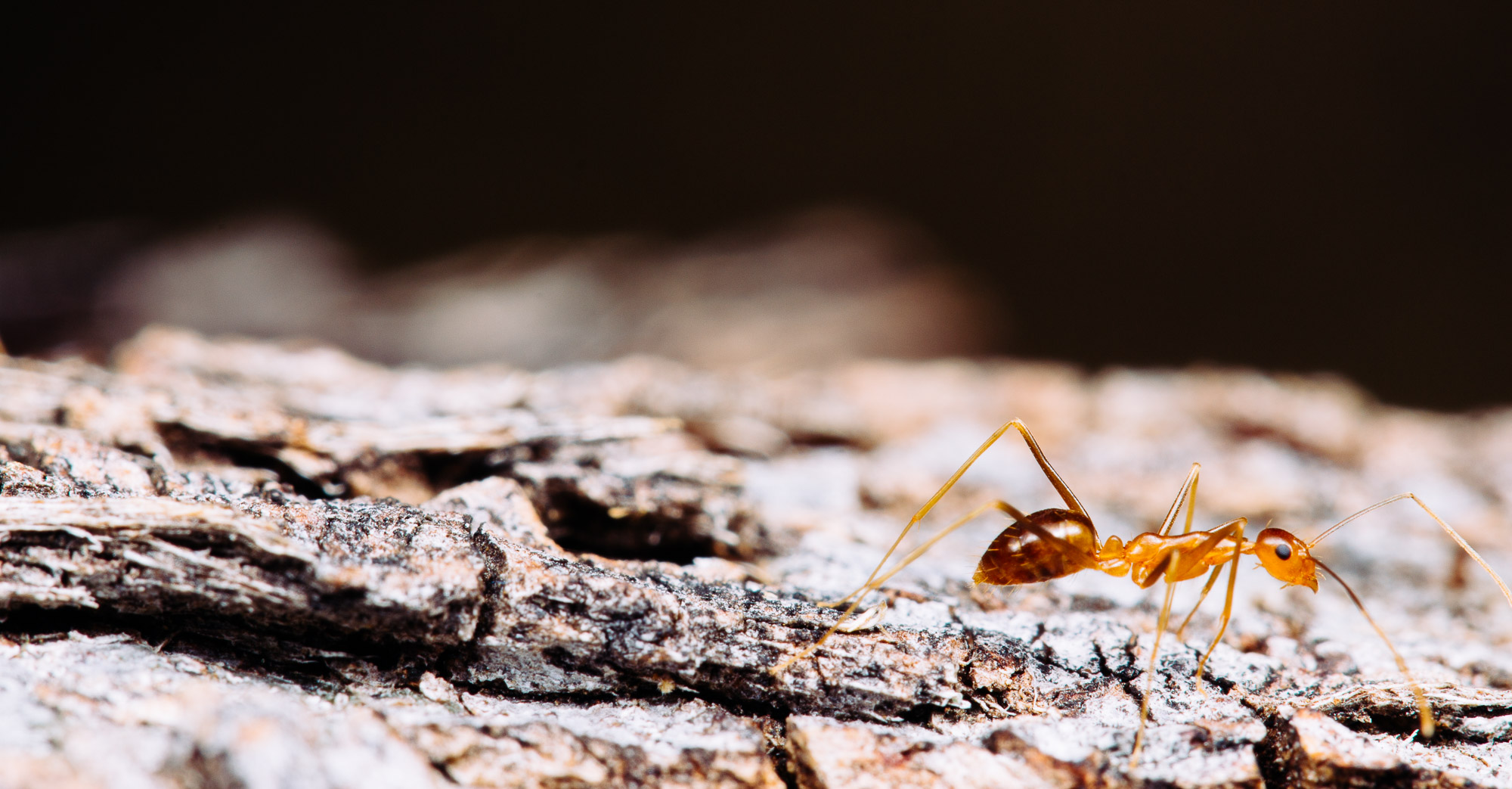 IIAMW 2010 - Hawaii Ant Lab