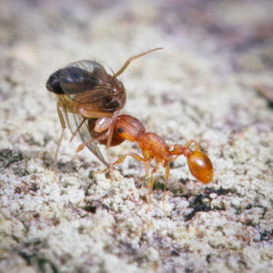 Impacts of Little Fire Ants | Hawaii Ant Lab - Hawaii Ant Lab