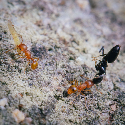 What makes Little Fire Ants so successful? | Hawaii Ant Lab - Hawaii ...