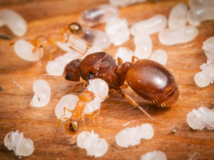 What makes Little Fire Ants so successful? | Hawaii Ant Lab - Hawaii ...