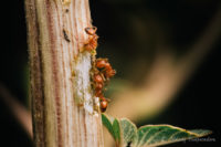 Ants of HI - Hawaii Ant Lab