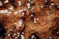 Ants of HI - Hawaii Ant Lab