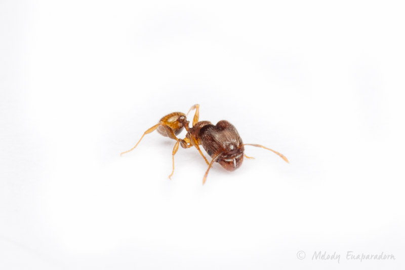 Ants of HI - Hawaii Ant Lab