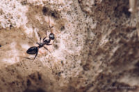 Ants of HI - Hawaii Ant Lab