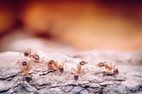 Ants of HI - Hawaii Ant Lab