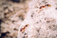 Ants of HI - Hawaii Ant Lab