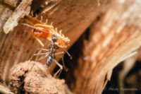 Ants of HI - Hawaii Ant Lab
