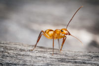 Ants of HI - Hawaii Ant Lab