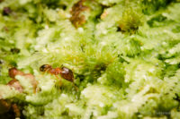 Ants of HI - Hawaii Ant Lab