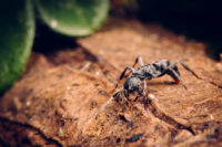 Ants of HI - Hawaii Ant Lab