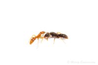 Ants of HI - Hawaii Ant Lab