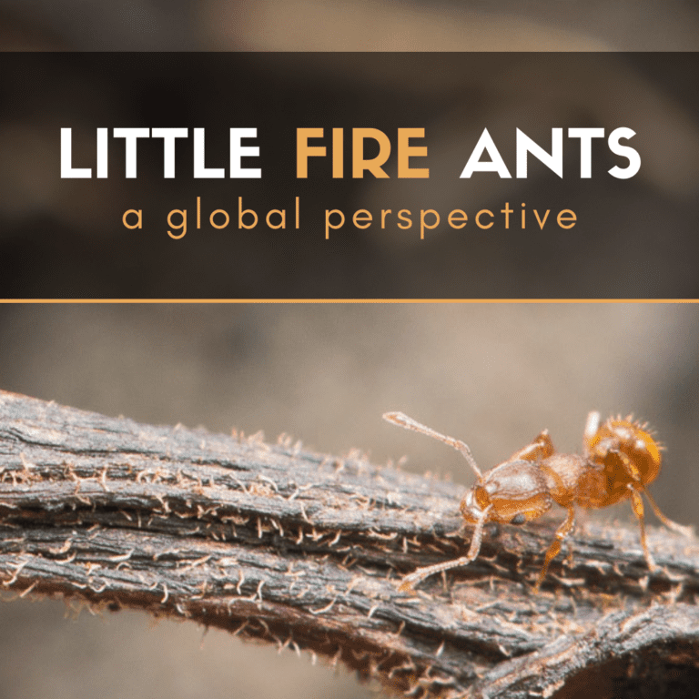 Little Fire Ants: A Global Perspective - Hawaii Ant Lab