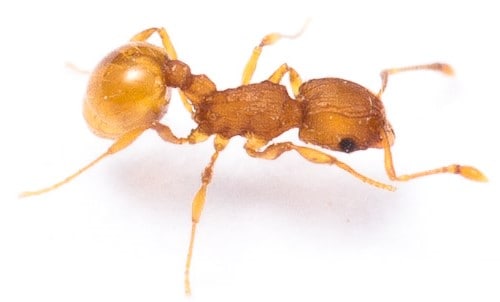 Introduction to Little Fire Ants | Hawaii Ant Lab - Hawaii Ant Lab