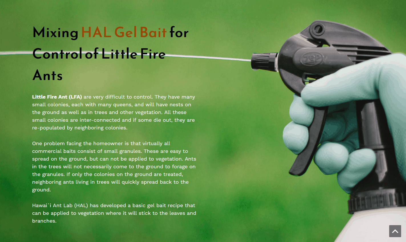 How to Treat for Little Fire Ants | Hawaii Ant Lab - Hawaii Ant Lab