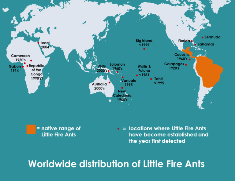 Origin and Distribution of Little Fire Ants | Hawaii Ant Lab - Hawaii ...
